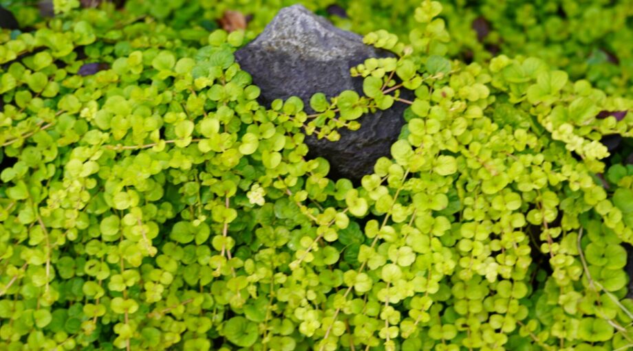 25 Beautiful Plants for A Firewise Landscape