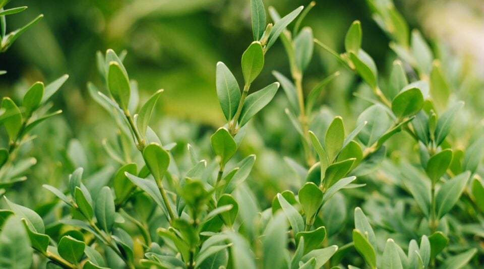 How to Plant, Grow, and Care for Boxwood Shrubs