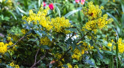 25 Beautiful Plants for A Firewise Landscape