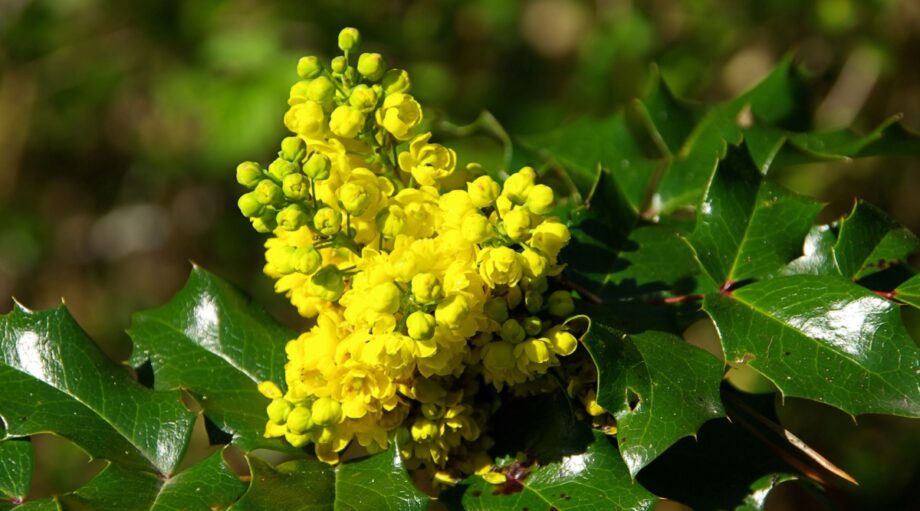 How to Plant, Grow, and Care for Oregon Grape