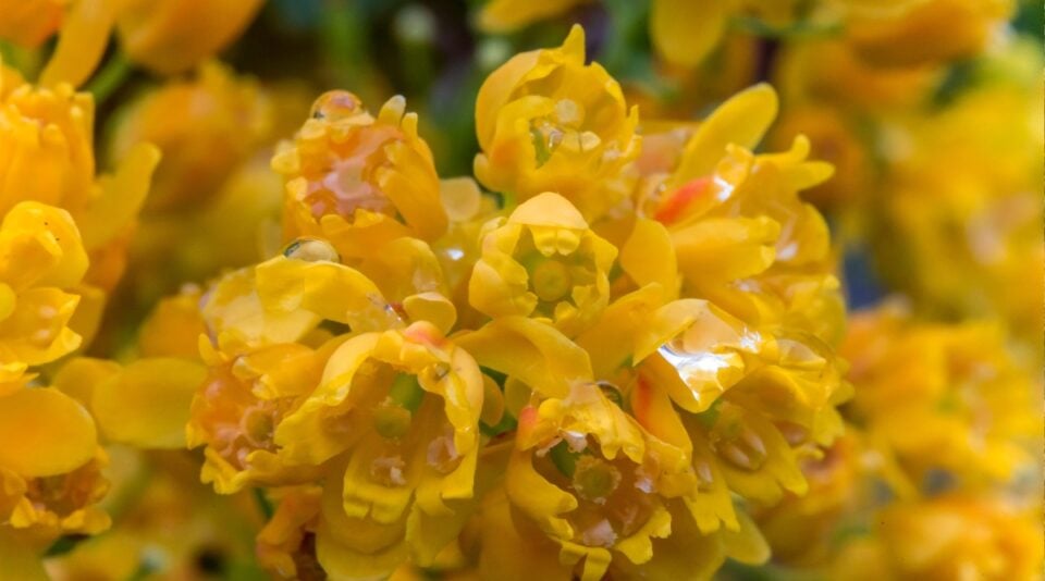 How to Plant, Grow, and Care for Oregon Grape