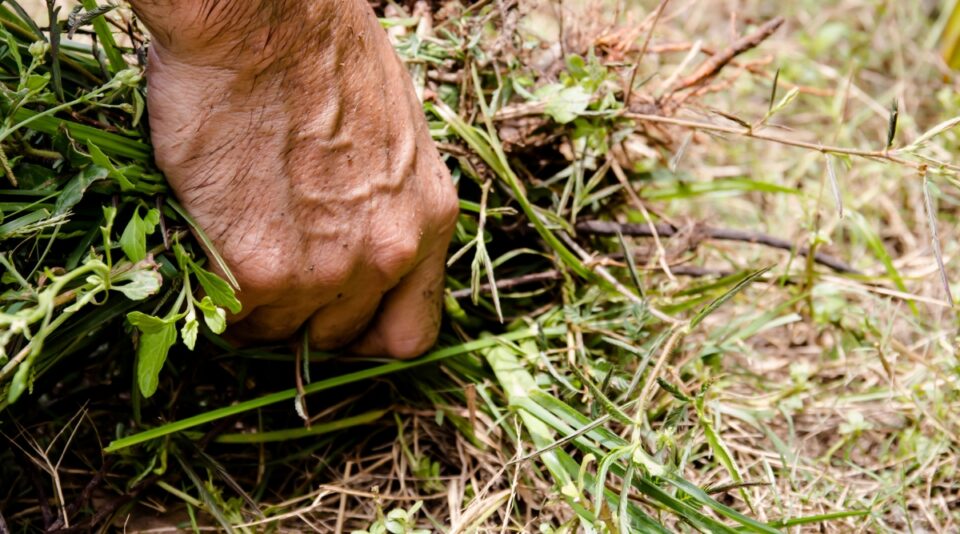 Prepare Blackberry Bushes For Winter: Overwinter Blackberries