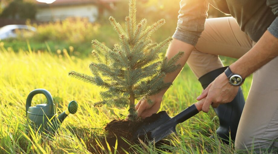 How to Choose, Care for, and Plant a Live Christmas Tree