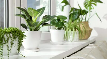 7 Beautiful Houseplant Trends for 2024