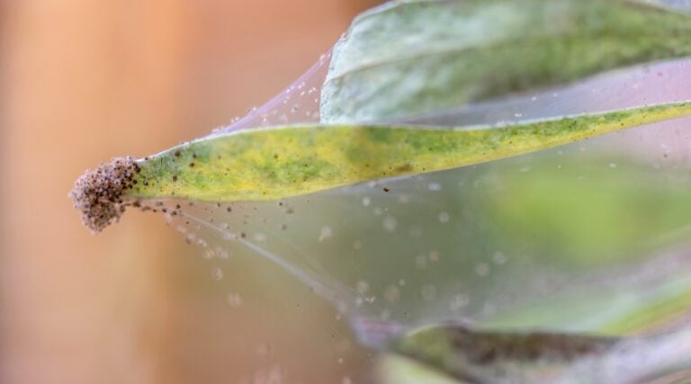 8 Orchid Pests: How to Treat Bugs on Orchids