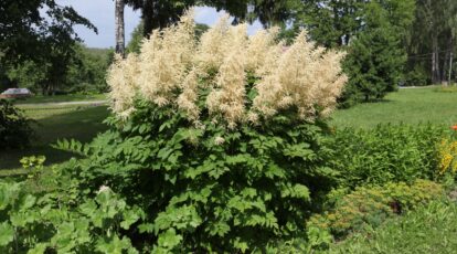 How to Plant, Grow, and Care for Goatsbeard