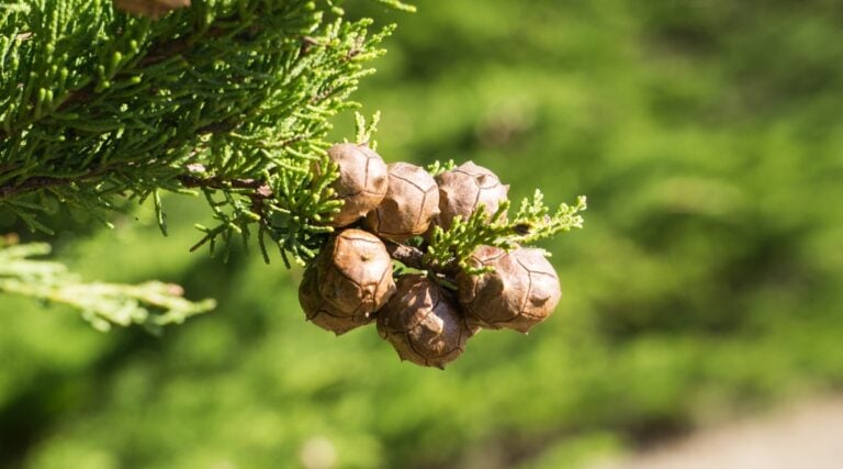 How to Plant, Grow, and Care for Lemon Cypress Trees