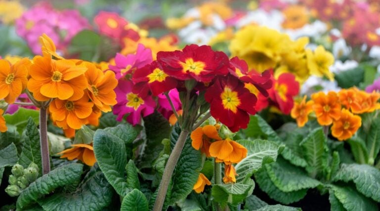 How to Plant, Grow, and Care for Primrose Flowers