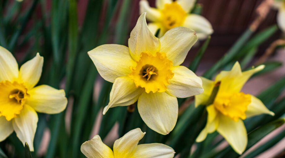 43 Most Fragrant Flowers to Grow in Your Garden