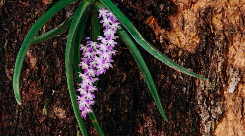 How to Grow and Care for Rhynchostylis Foxtail Orchids – Nature's Gateway