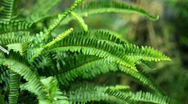 How to Plant, Grow, and Care For Sword Ferns