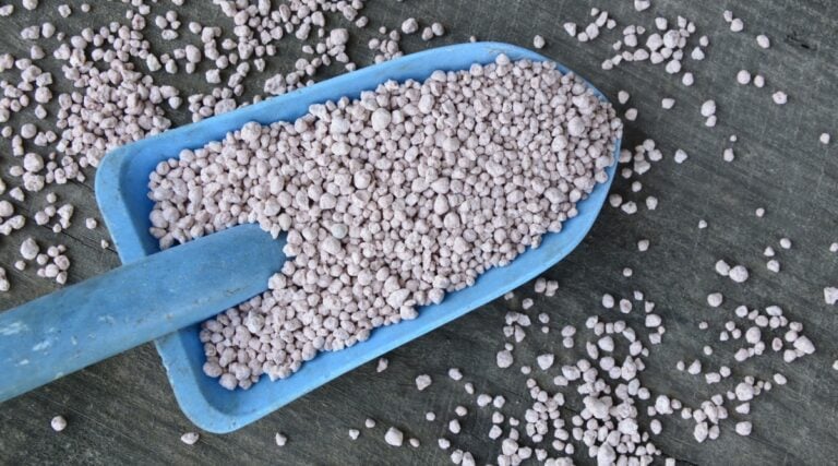 How to Plant, Grow, and Care for Indoor Orange Trees - Epic Gardening