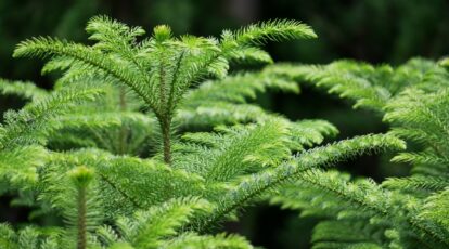How to Plant, Grow, and Care for Norfolk Pine