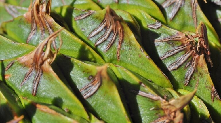 How to Plant, Grow, and Care for Norfolk Pine