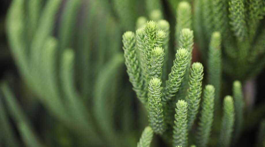How to Plant, Grow, and Care for Norfolk Pine
