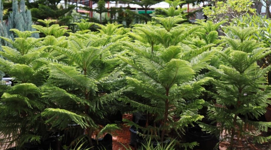 How to Plant, Grow, and Care for Norfolk Pine