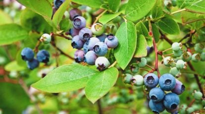 27 Different Types of Blueberries For Your Garden