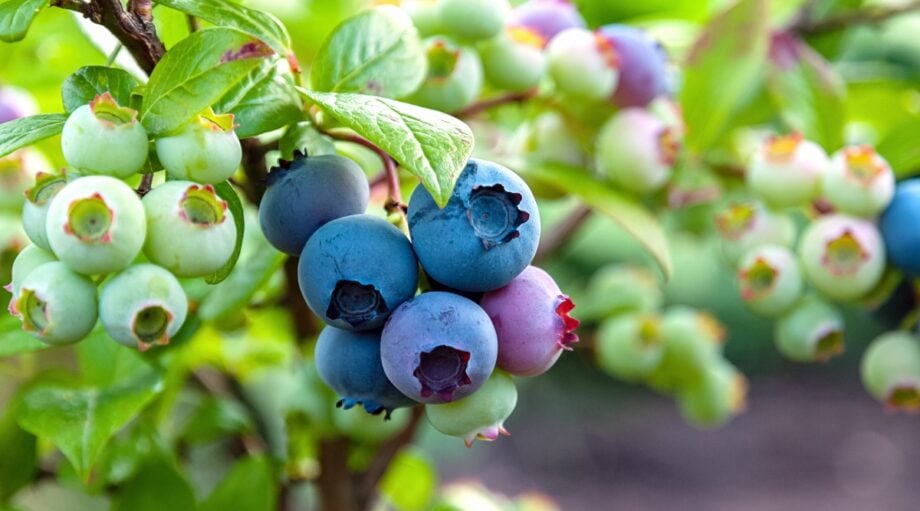 27 Different Types of Blueberries For Your Garden