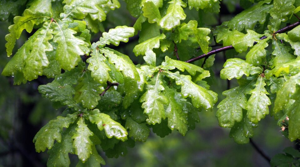 How to Plant, Grow, and Care for Oak Trees