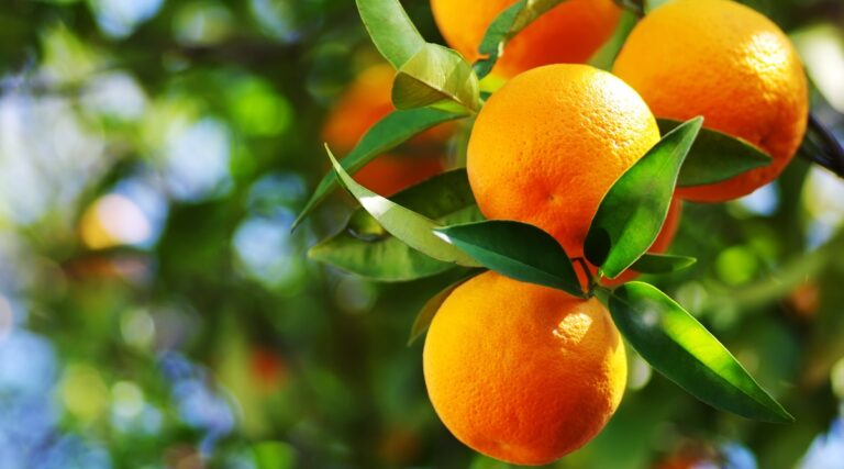 How to Plant, Grow, and Care for Indoor Orange Trees - Epic Gardening