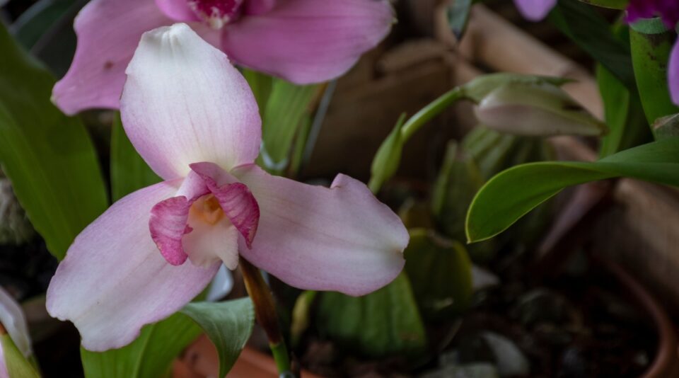 How to Grow and Care For Lycaste Orchids – Nature's Gateway
