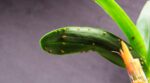 8 Orchid Pests: How to Treat Bugs on Orchids