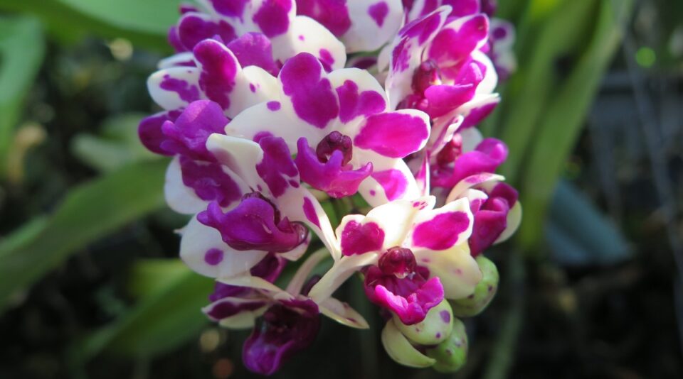 How to Grow and Care for Rhynchostylis Foxtail Orchids – Nature's Gateway