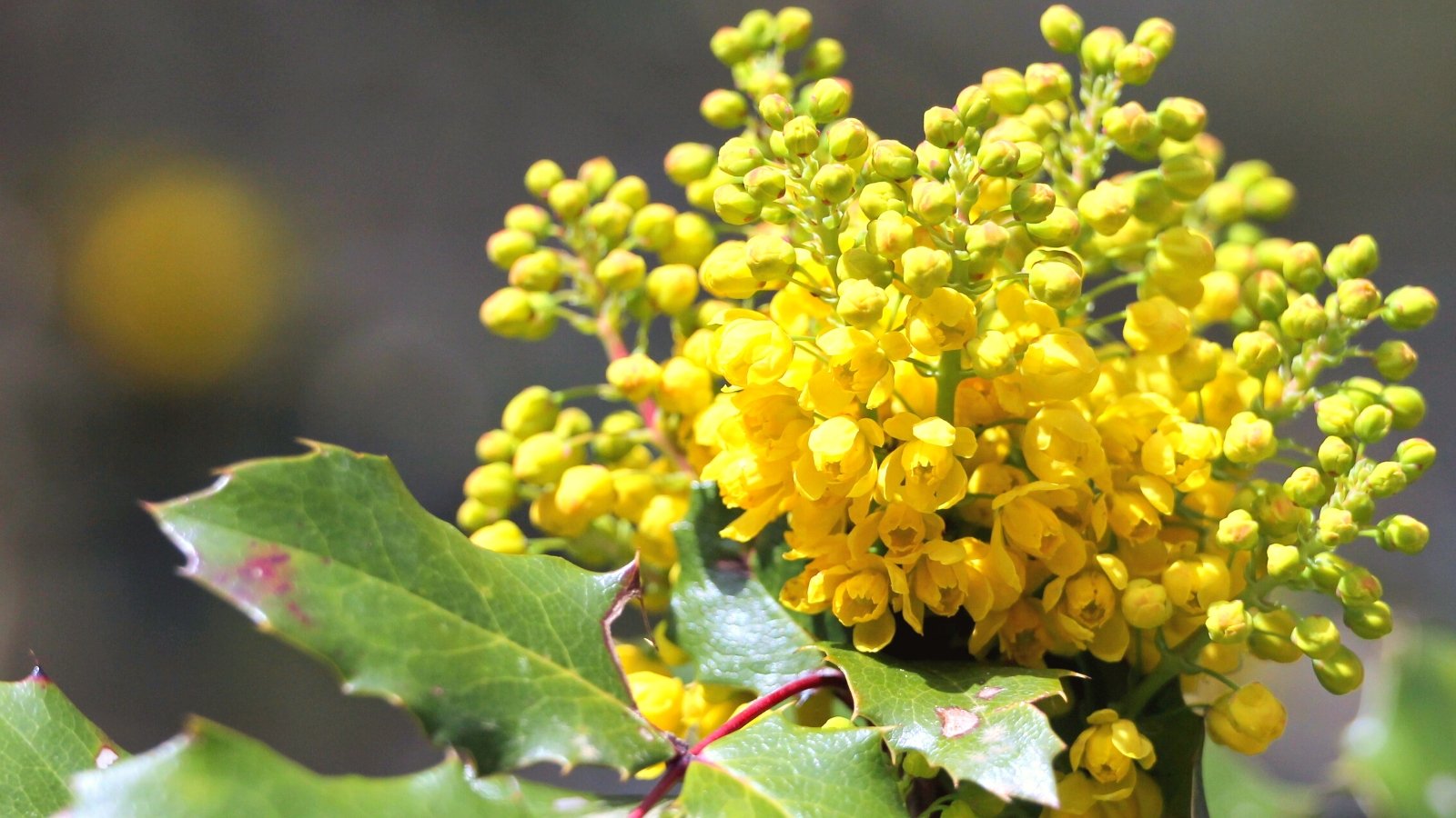 How to Plant, Grow, and Care for Oregon Grape