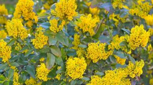How to Plant, Grow, and Care for Oregon Grape