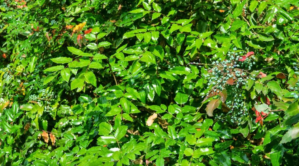 How to Plant, Grow, and Care for Oregon Grape