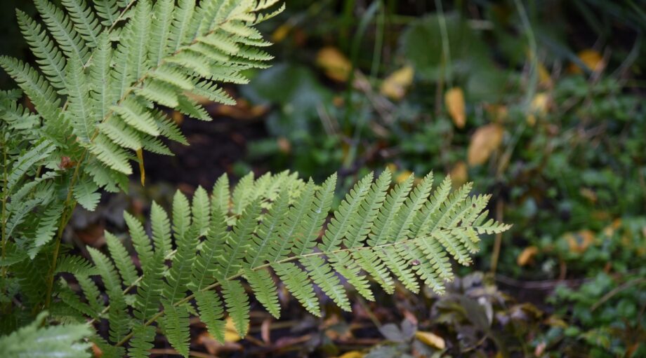 37 Beautiful Fern Varieties for Your Garden