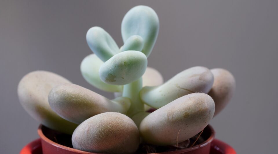 27 Easy To Grow Succulents for Beginners