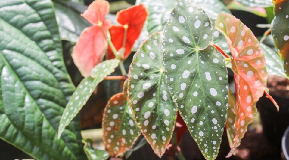 How to Plant, Grow, and Care for Angel Wing Begonias – Nature's Gateway