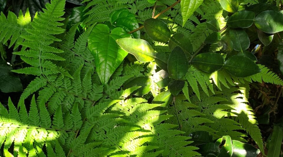 37 Beautiful Fern Varieties for Your Garden