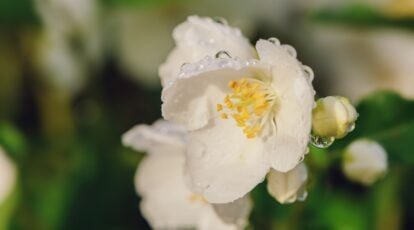How to Plant, Grow, and Care for Mock Orange