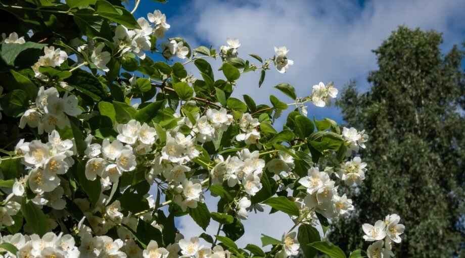 How to Plant, Grow, and Care for Mock Orange