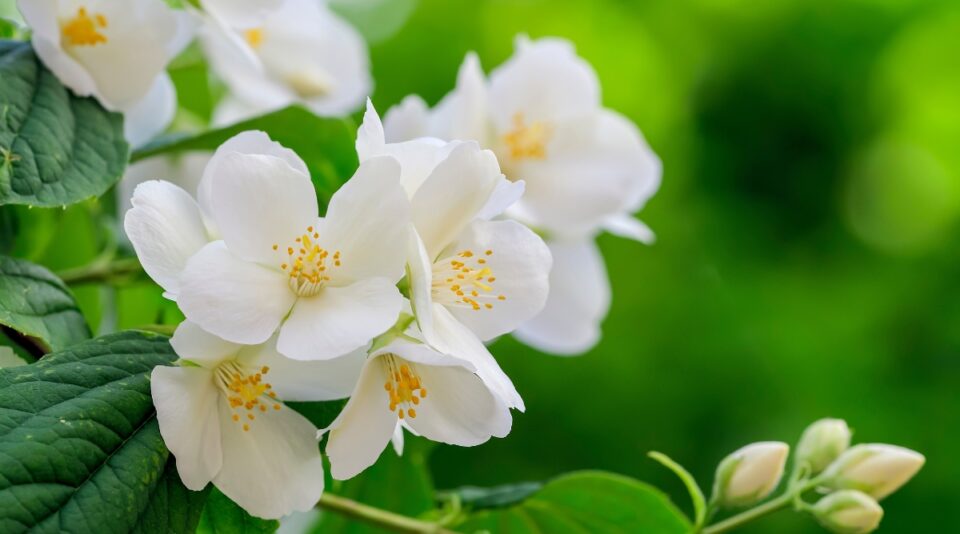 How To Plant Grow And Care For Mock Orange