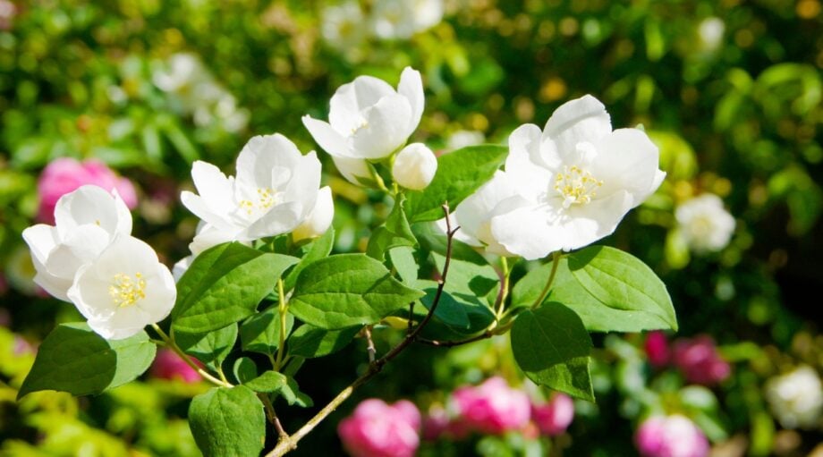 How to Plant, Grow, and Care for Mock Orange