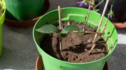 How to Plant, Grow, and Care for Mock Orange