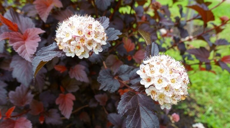 31 Recommended Native Plants For the Midwest