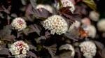 How to Plant, Grow, and Care for Ninebark Shrubs