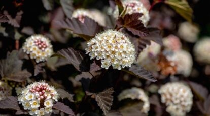 How to Plant, Grow, and Care for Ninebark Shrubs