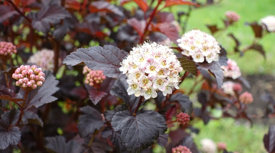 How to Plant, Grow, and Care for Ninebark Shrubs