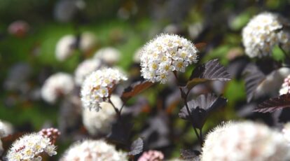 How to Plant, Grow, and Care for Ninebark Shrubs