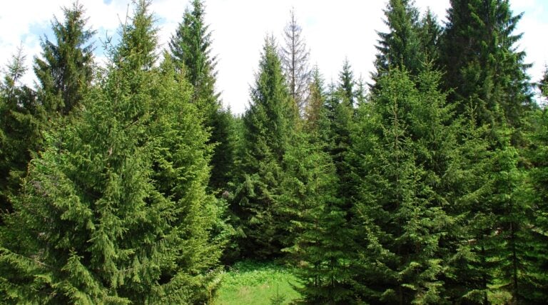 19 Best Types of Live Christmas Trees for Your Home