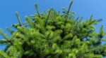19 Best Types of Live Christmas Trees for Your Home