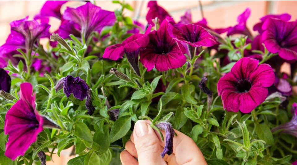 How to Start a Productive and Beautiful Cut Flower Garden