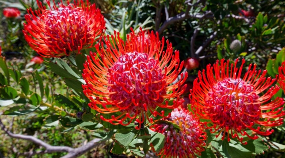 How to Plant, Grow, and Care for Protea Plants