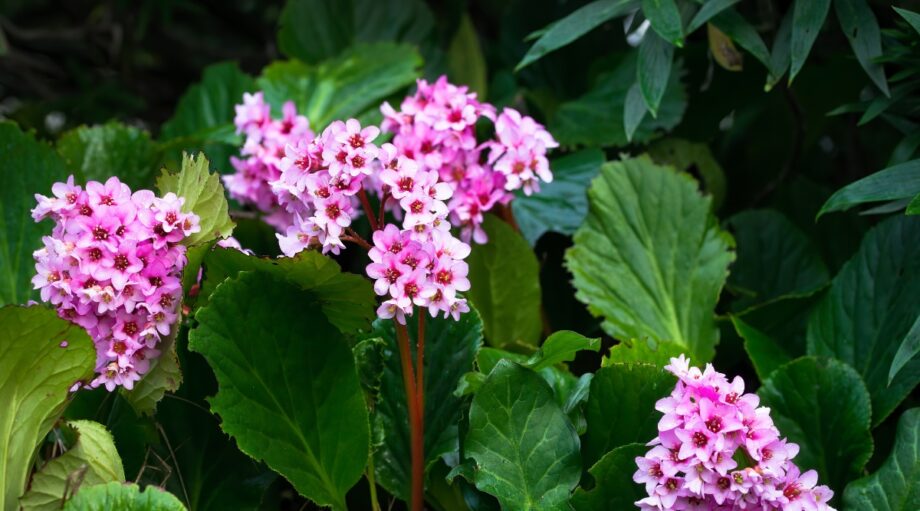 27 Best Early-Season Flowers for a Spring Cut-Flower Garden