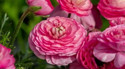 27 Best Early-Season Flowers for a Spring Cut-Flower Garden